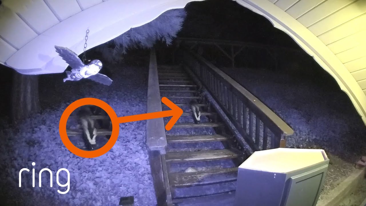 Man Checks Doorbell Cam, Realizes He Has A Whole Zoo Coming Through His ...