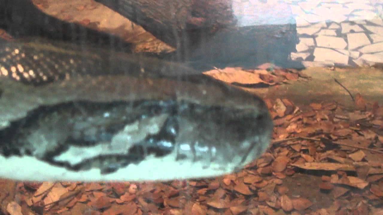 Cobra PITON-DE-BURMA #Vídeo (1) - YouTube