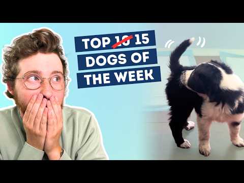 This Dog Dissociates In The Bathtub