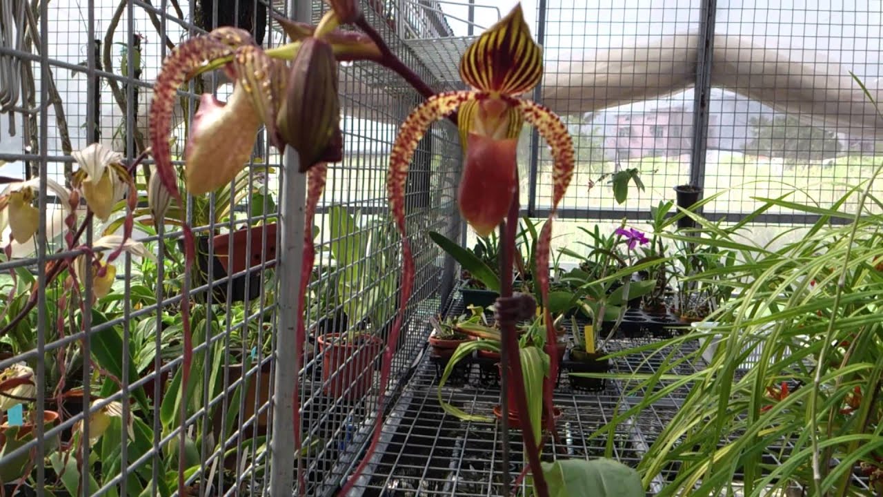Paph."anitum x sanderianum" - YouTube