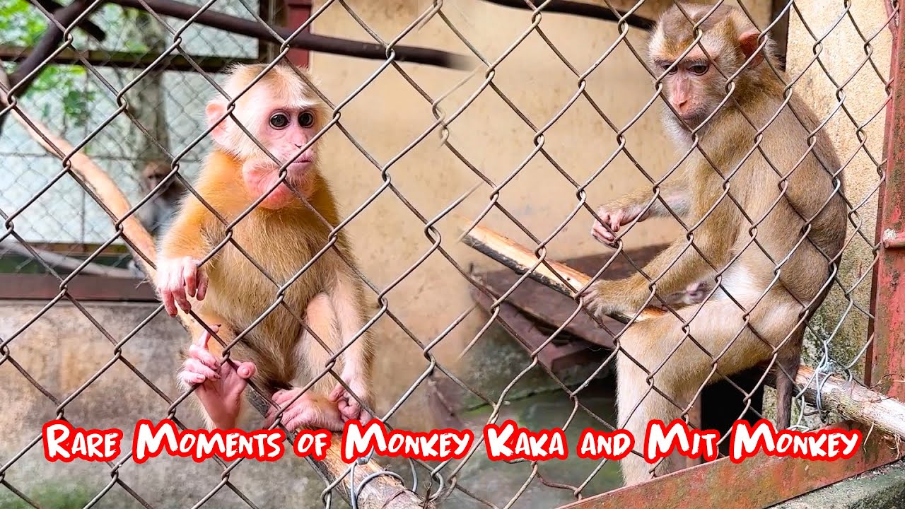 Rare Moments of Monkey Kaka and Mit Monkey - YouTube
