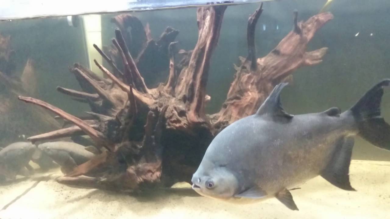 350 Gallon Monster Fish Aquarium! - YouTube