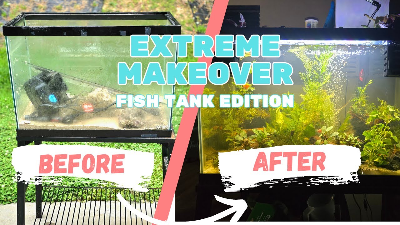 TURNING A DIRTY OLD TANK INTO A BEAUTIFUL OASIS FOR MY FISH | AQUASCAPE ...