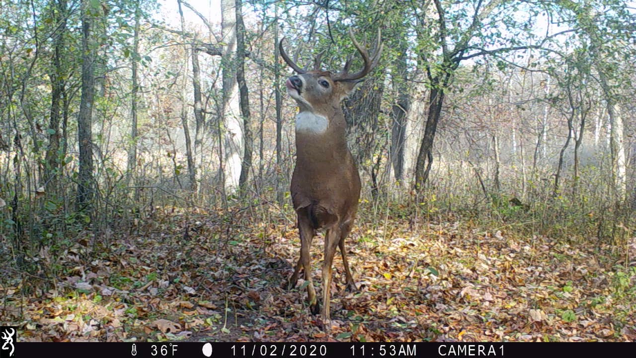 Nice buck working scrape - YouTube