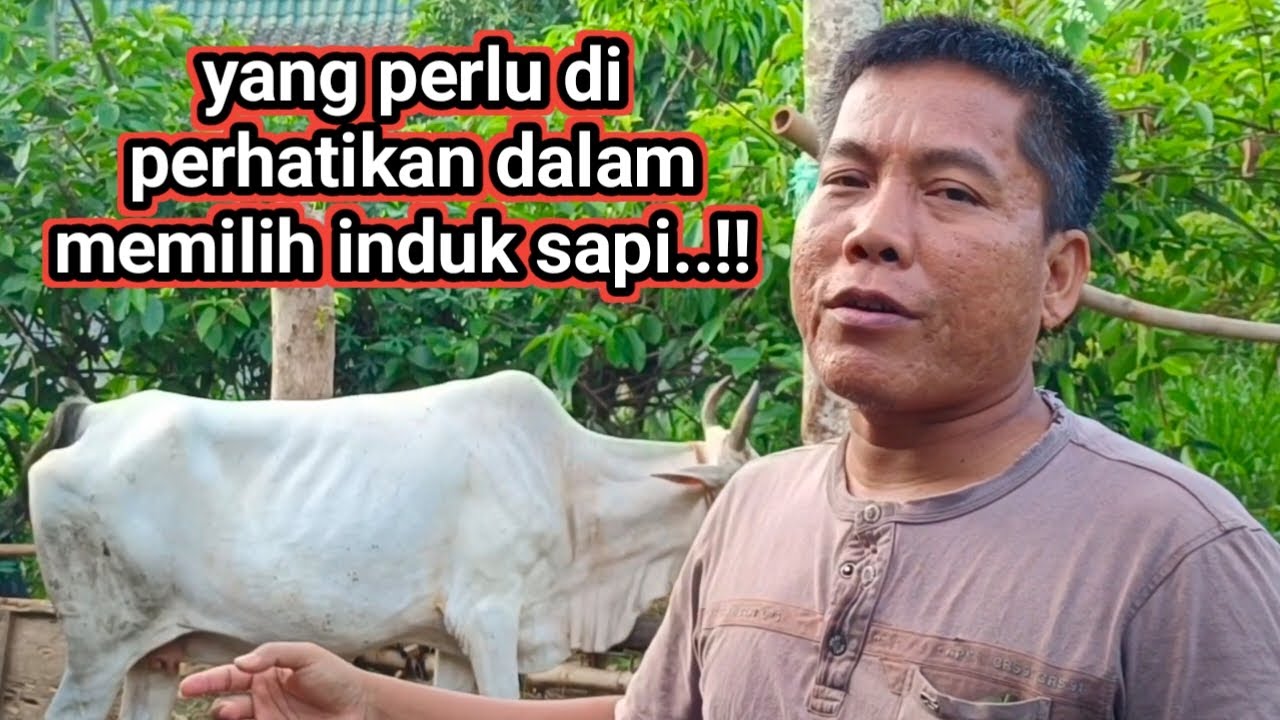 cara memilih induk sapi - YouTube