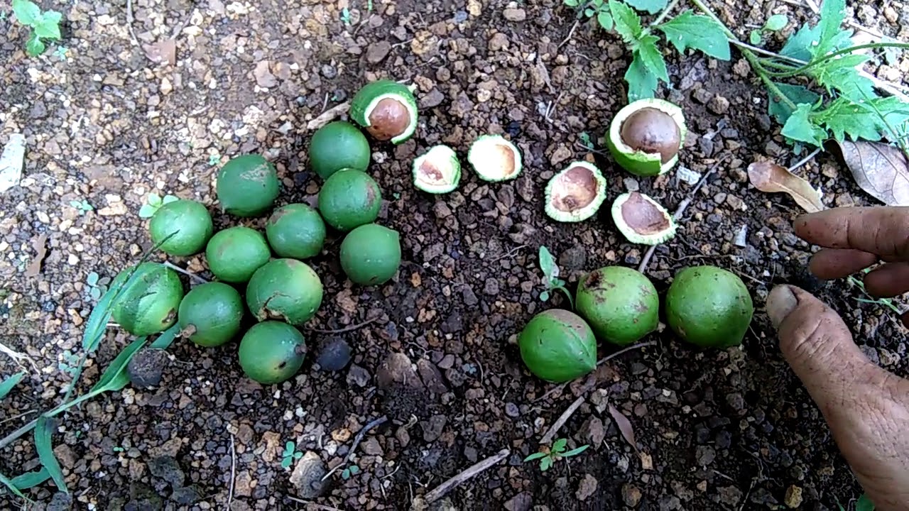 Differentiate Old Macca Nut To Harvest/Cách Phân Biệt Hạt Macca Già Để ...
