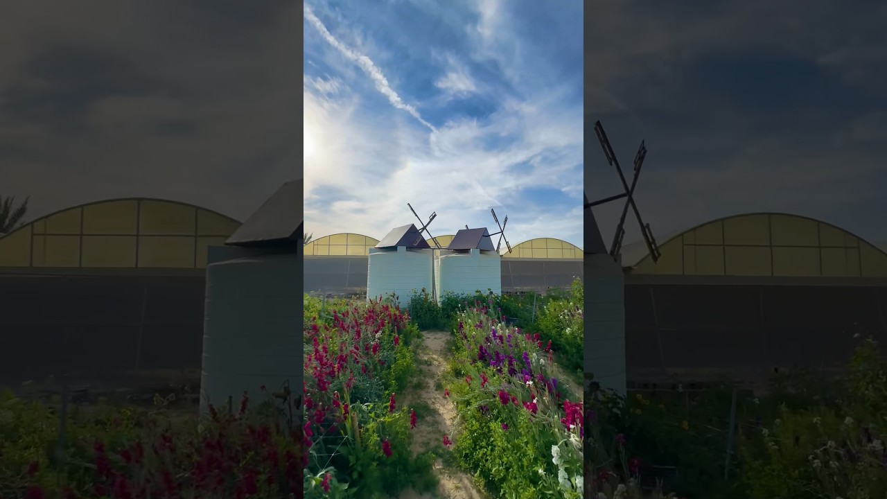 First Flower Farm in Abudhabi. 📍Abu Dhabi Flower Farm, Muwaylih - YouTube