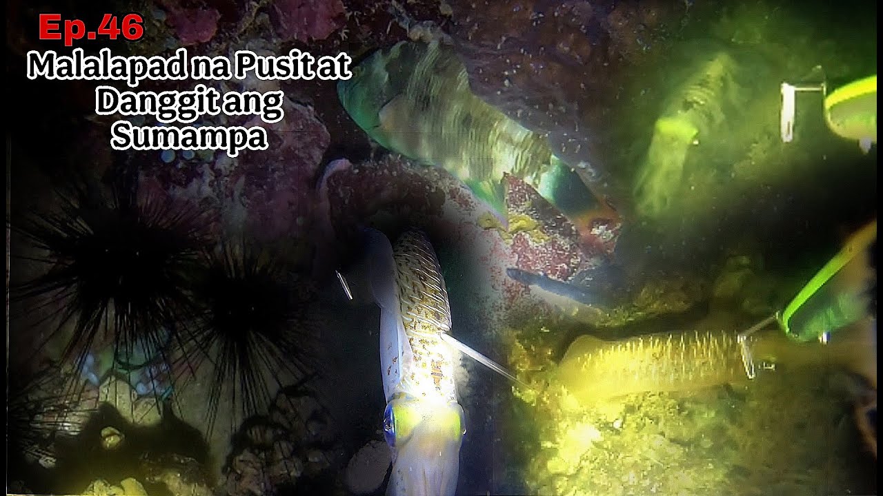 Episode 46 : Malalapad na pusit at 2kg na pogita #spearfishing #fishing ...