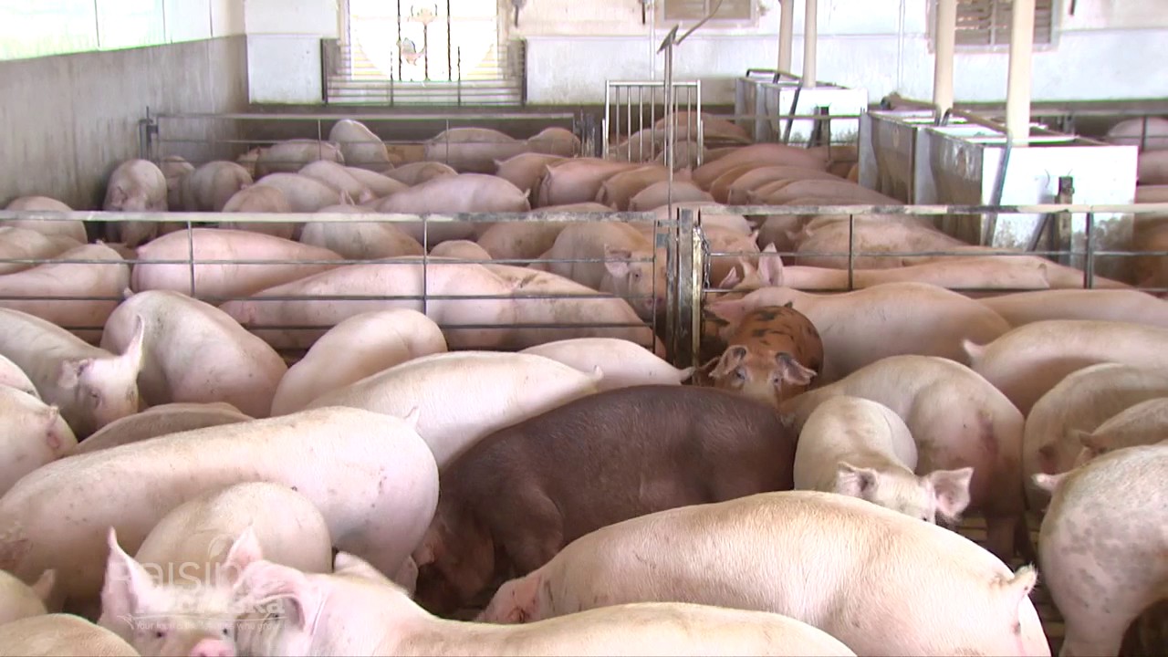 Pork: From Farm to Supermarket - YouTube