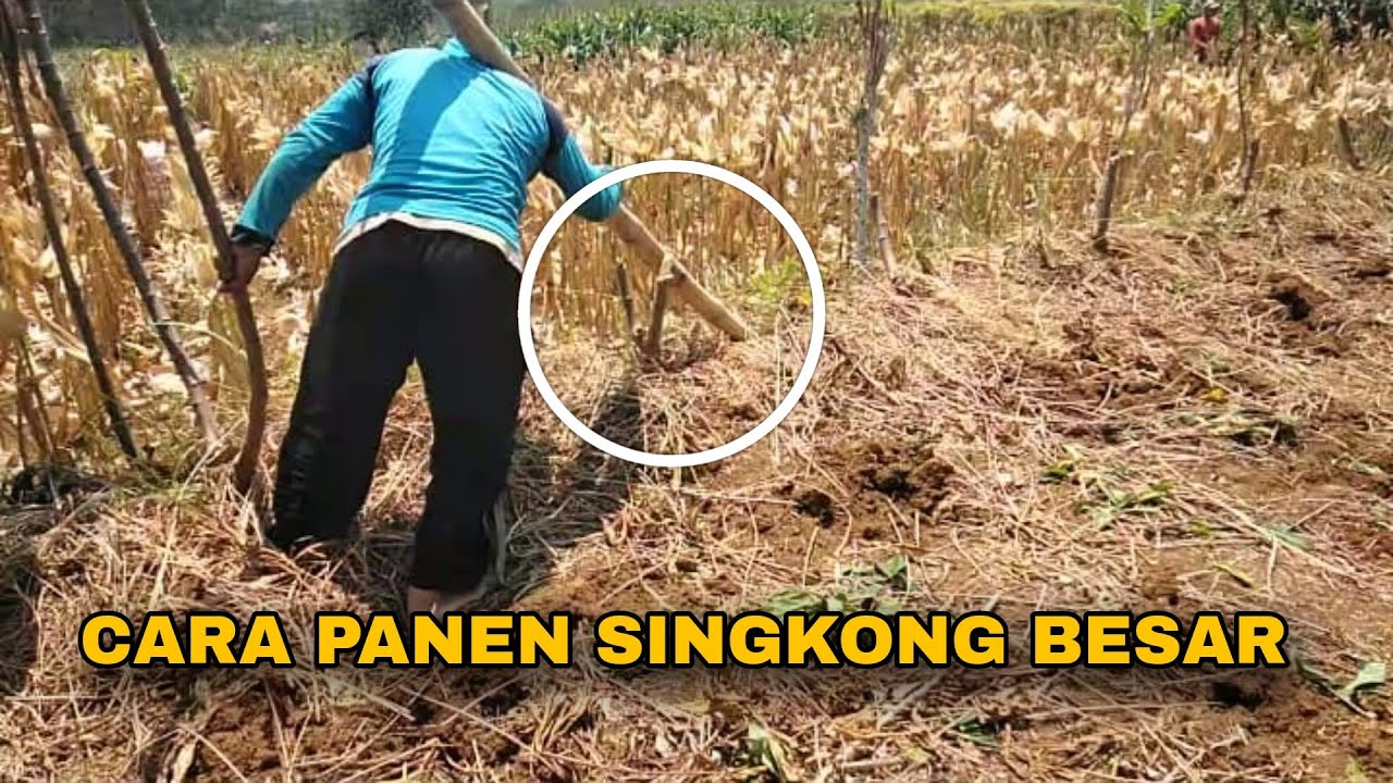 CARA MUDAH PANEN SINGKONG DIMUSIM KEMARAU - YouTube