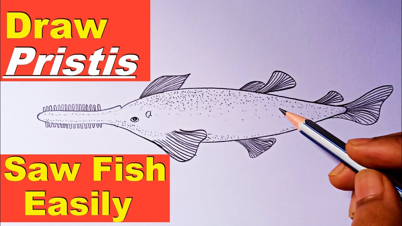 how to draw pristis | how to draw saw fish | saw fish drawing | saw ...