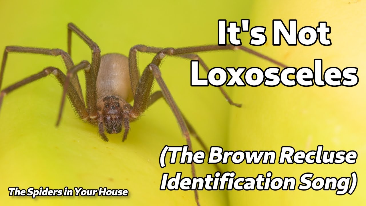 It's Not Loxosceles - The Music Video (Brown Recluse Identification Aid ...
