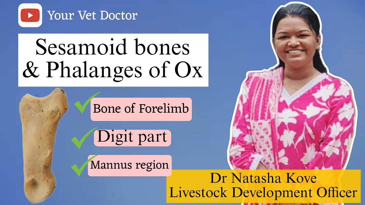 Ox Limb Anatomy: The Importance of Sesamoid Bones and Phalanges | BVSC ...
