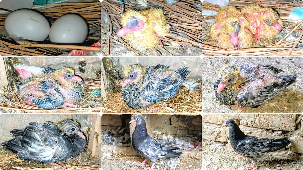 "🐦 **Pigeon Baby Growth: 27 Days Progress | Journey of a Successful ...