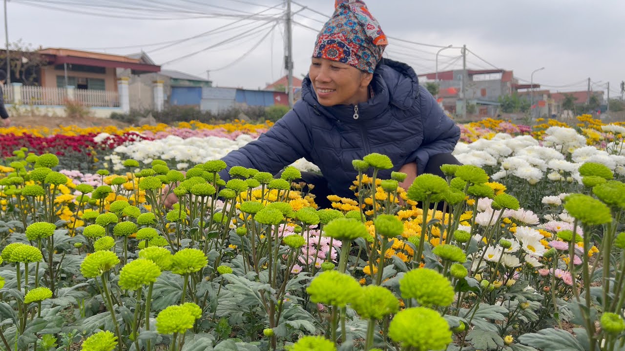 Mrs. Dat lost her way in the colorful flower fields on Tet holiday ...