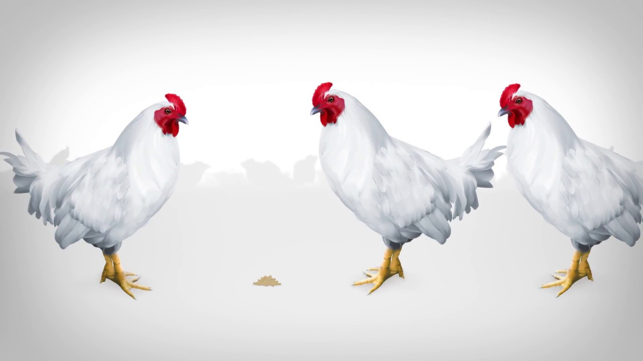 The lifecycle of Alterion, from the feed to the animal - YouTube