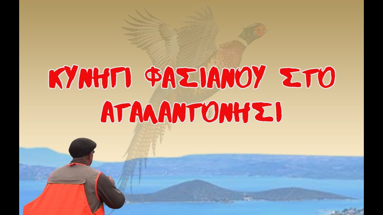ΚΥΝΗΓΙ ΦΑΣΙΑΝΟΥ ΣΤΟ ΑΤΑΛΑΝΤΟΝΗΣΙ - YouTube