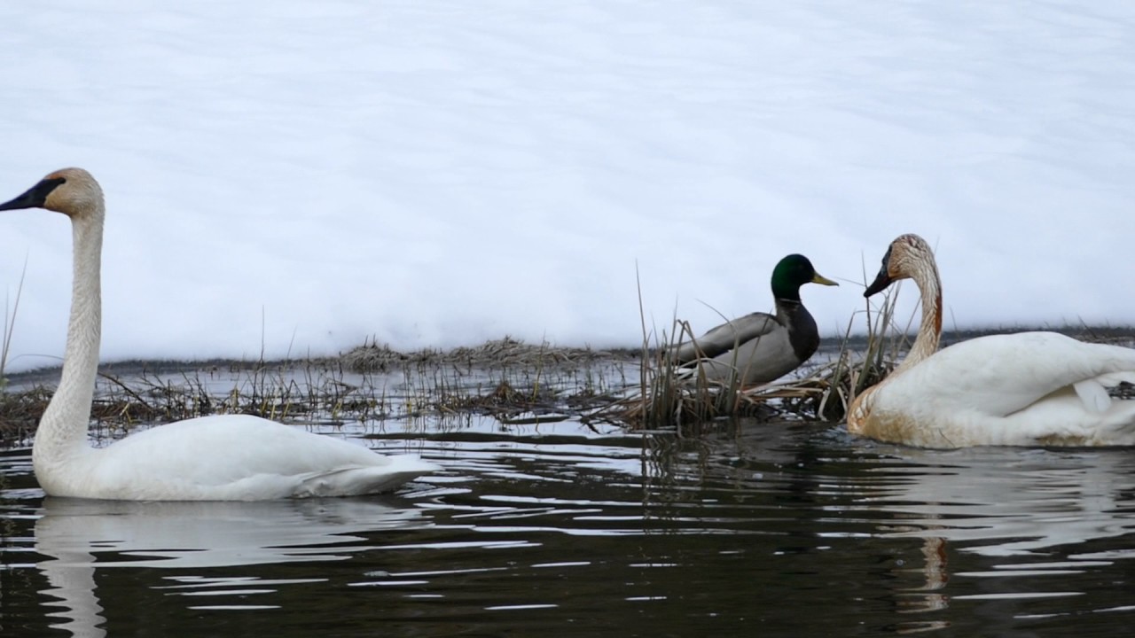 Swans or snow geese - YouTube