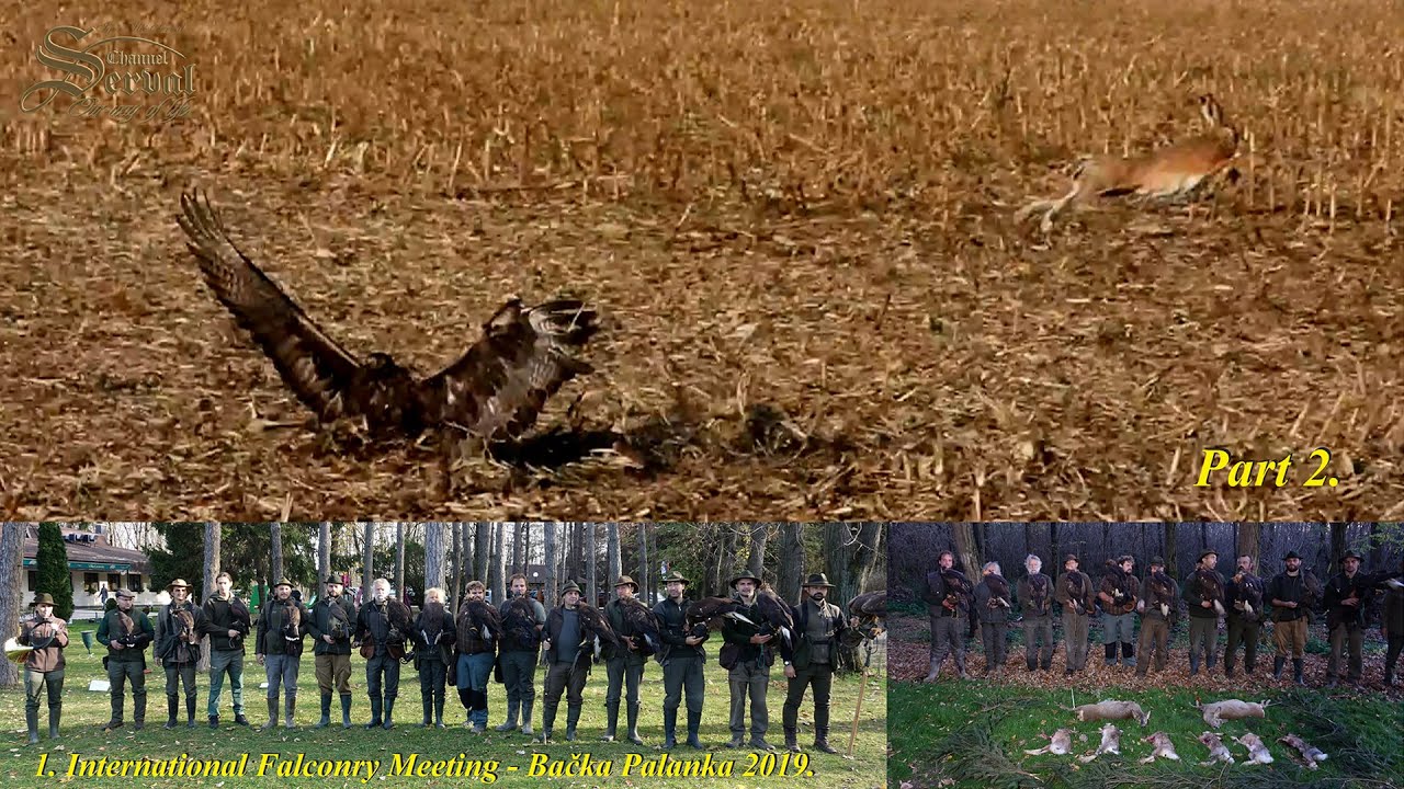 Hare hunting with eagles - 1st International Falconry Meeting - Backa ...