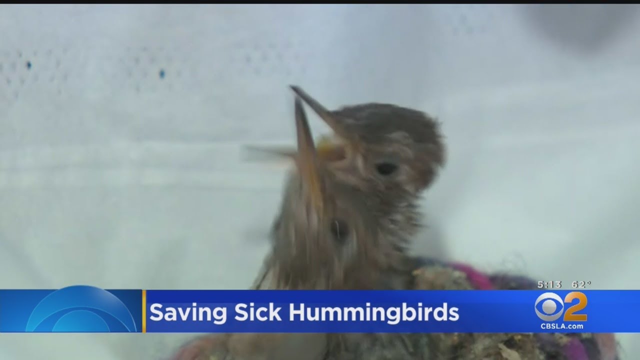 Orange County Woman Works Overtime To Help Nurse Sick Hummingbirds Back ...