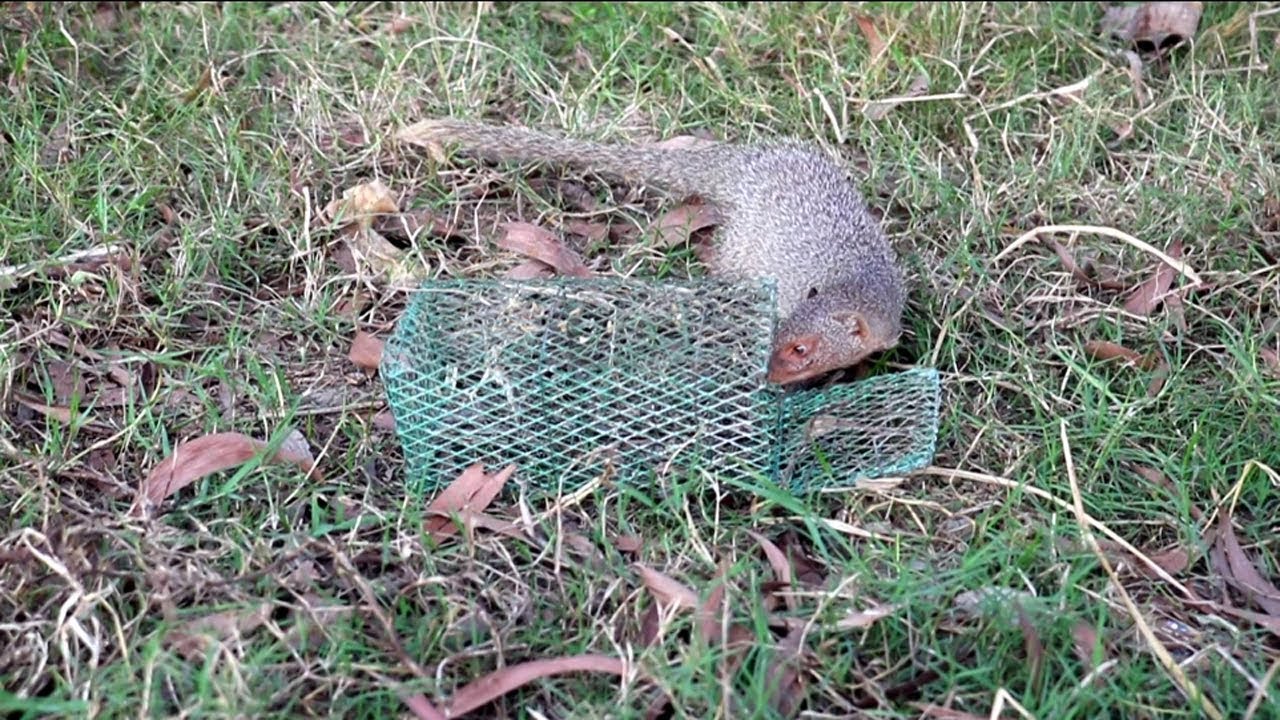 mongoose catch by red trap // ইদুরের খাচা দিয়ে বেজি শিকার। - YouTube