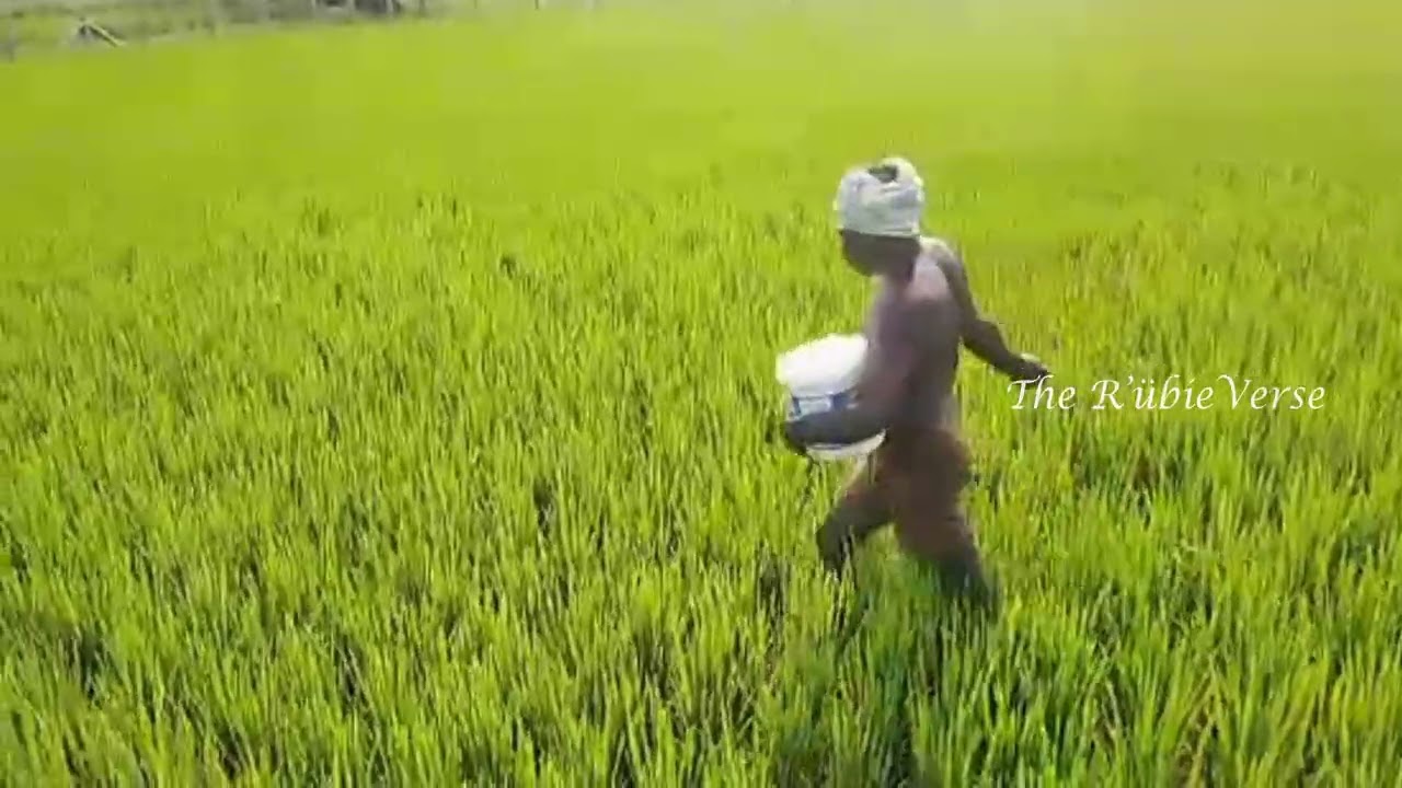Fertilizing Urea to Paddy Crop, Nutrients for Young Crops, - YouTube