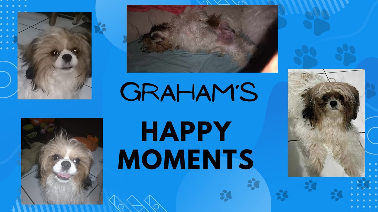 Happy Moments of Graham! #dog #sohappy #puppyvideos #pet #doglover ...