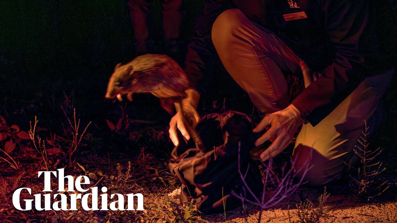 Critically endangered bettongs flown 2,000km in ambitious rewilding ...