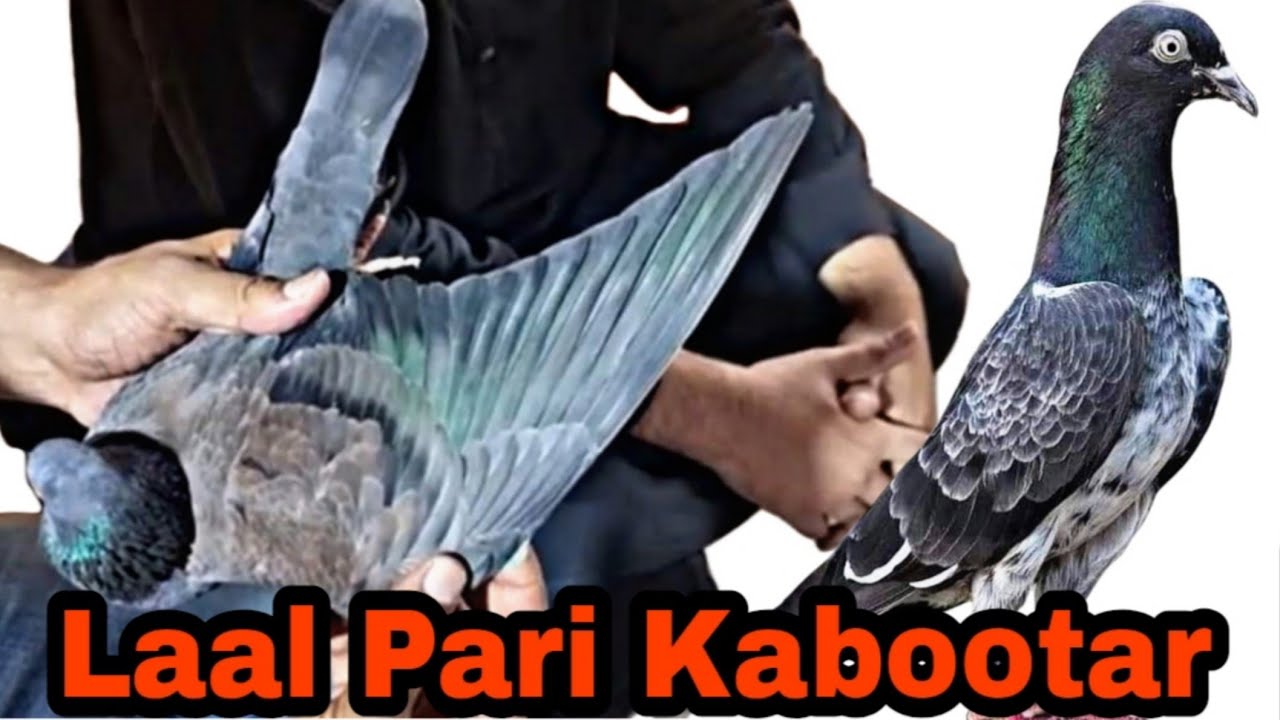 LaaL Pari Kabootar || Pure Kasoori kabootar || Pigeons Roy - YouTube
