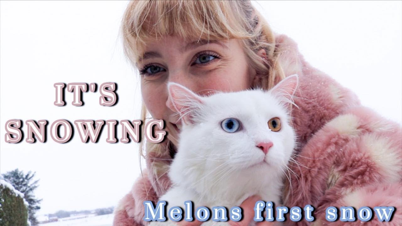 My munchkin cats first time in the snow | SO cute - YouTube