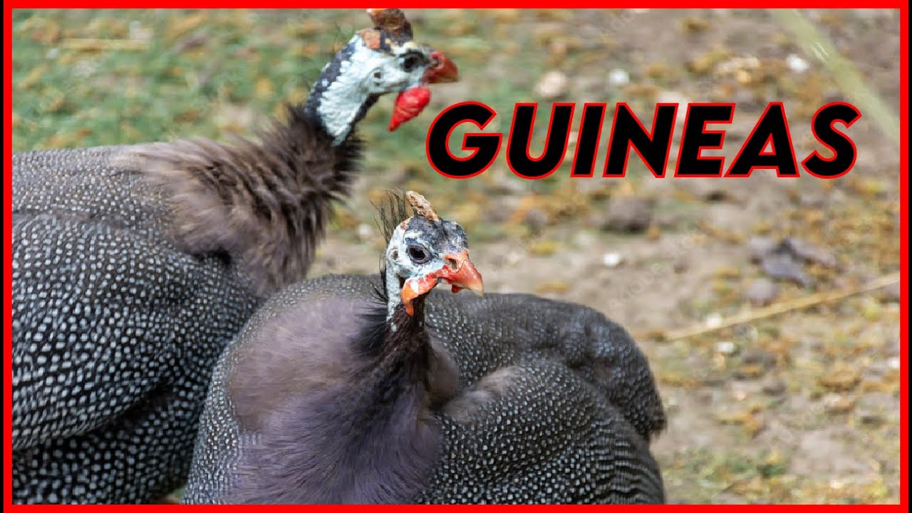 Guineas Manza - YouTube