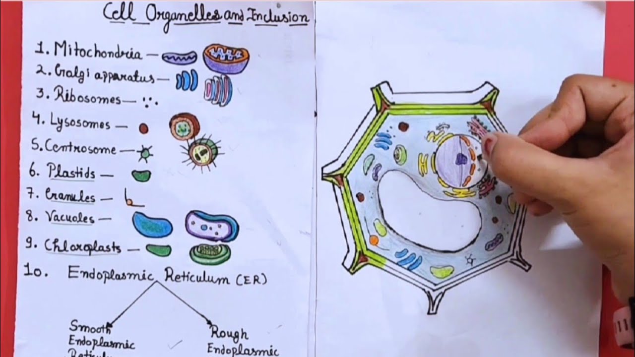 How to Draw Plant Cell step by step for beginners ! // plant cell ...