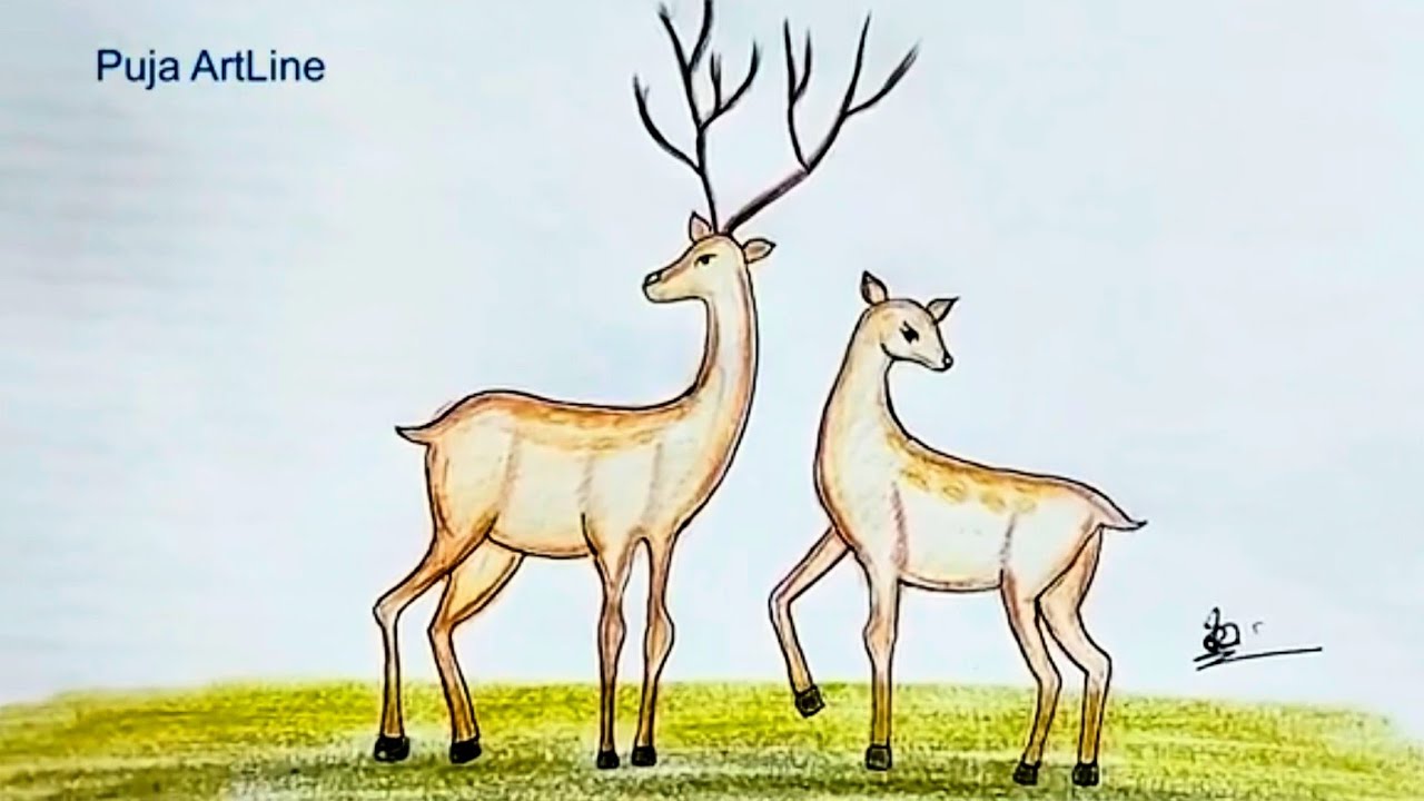 How to draw a Deer/side view/pencil sketch/Animal art/colorful drawing ...