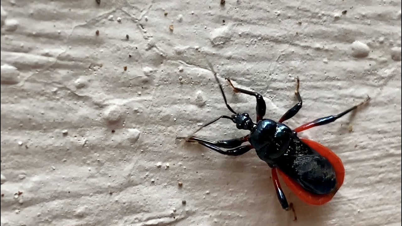 Millipede Assassin Bug | clip#203 | AnnLazaro - YouTube