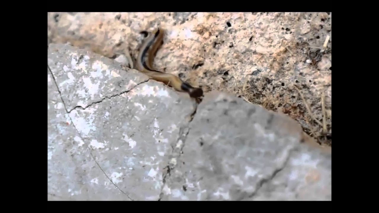Hammerhead Slug (Bipalium kewense) - YouTube