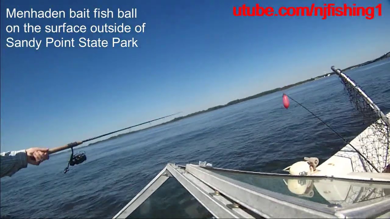 menhaden (bait fish) - How to spot them in Chesapeake bay? Sandy Point ...