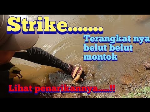 STRIKE..!! terangkatnya belut belut soper montok