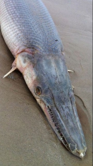 Alligator Gar - YouTube