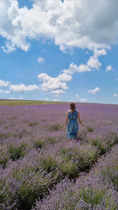 Лавандовое поле в Тургеневке Travel путешествия Nature крым