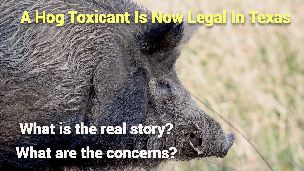 Hog Poisoning: A Specific Toxicant Has Been Legalized For Feral Hogs In ...