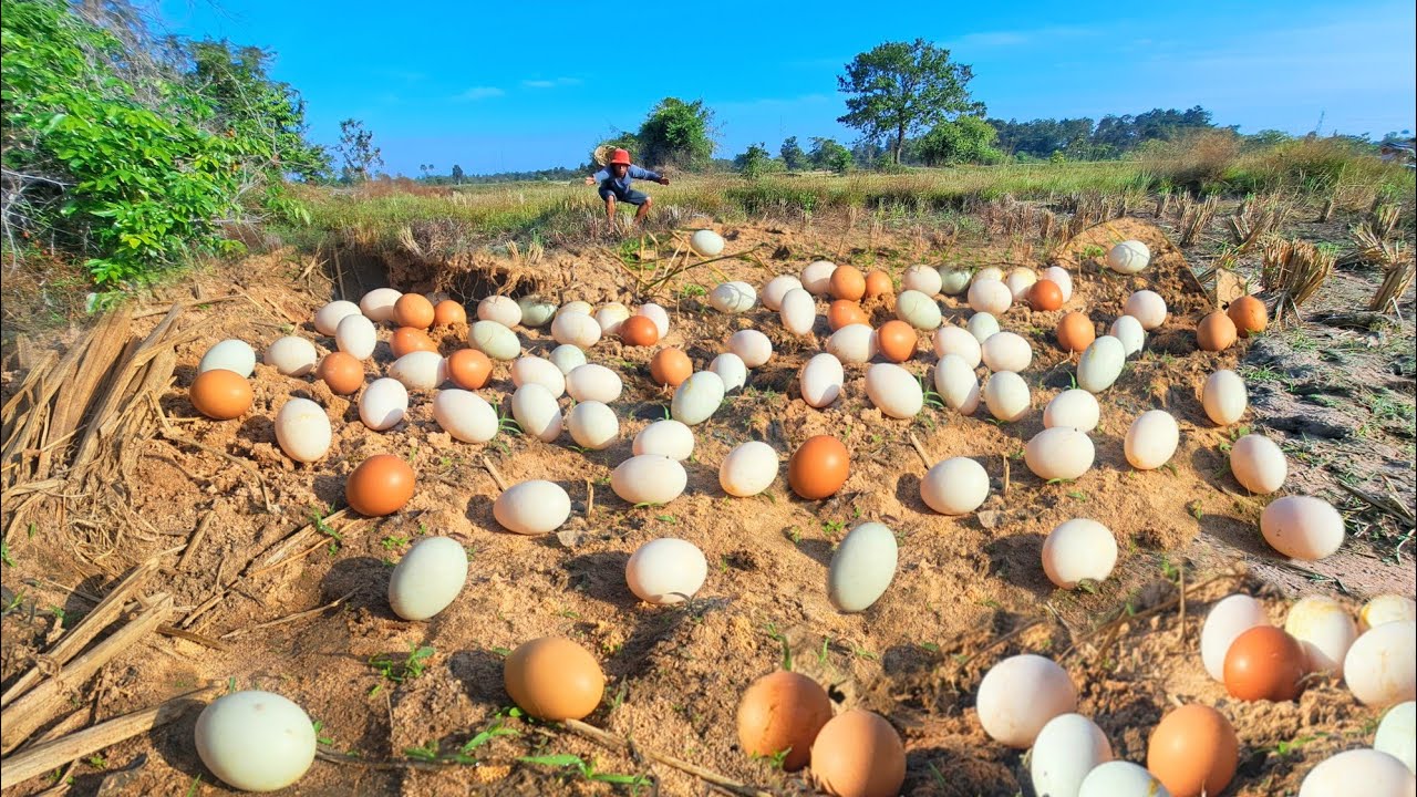 OMG! Pick lots of eggs at the best hand-picked fields. - YouTube