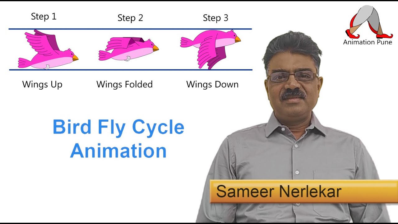 Bird Fly Cycle Animation - YouTube