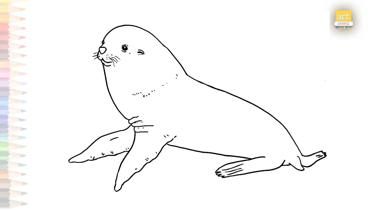Sea lion drawing easy | Ocean animal sketches | How to draw Sea lion ...