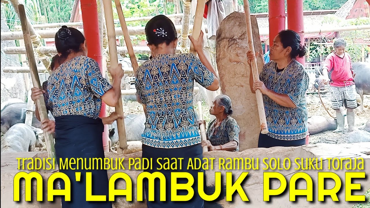 MA'LAMBUK PARE Tradisi Menumbuk Padi Pada Acara Rambu Solo' Toraja ...