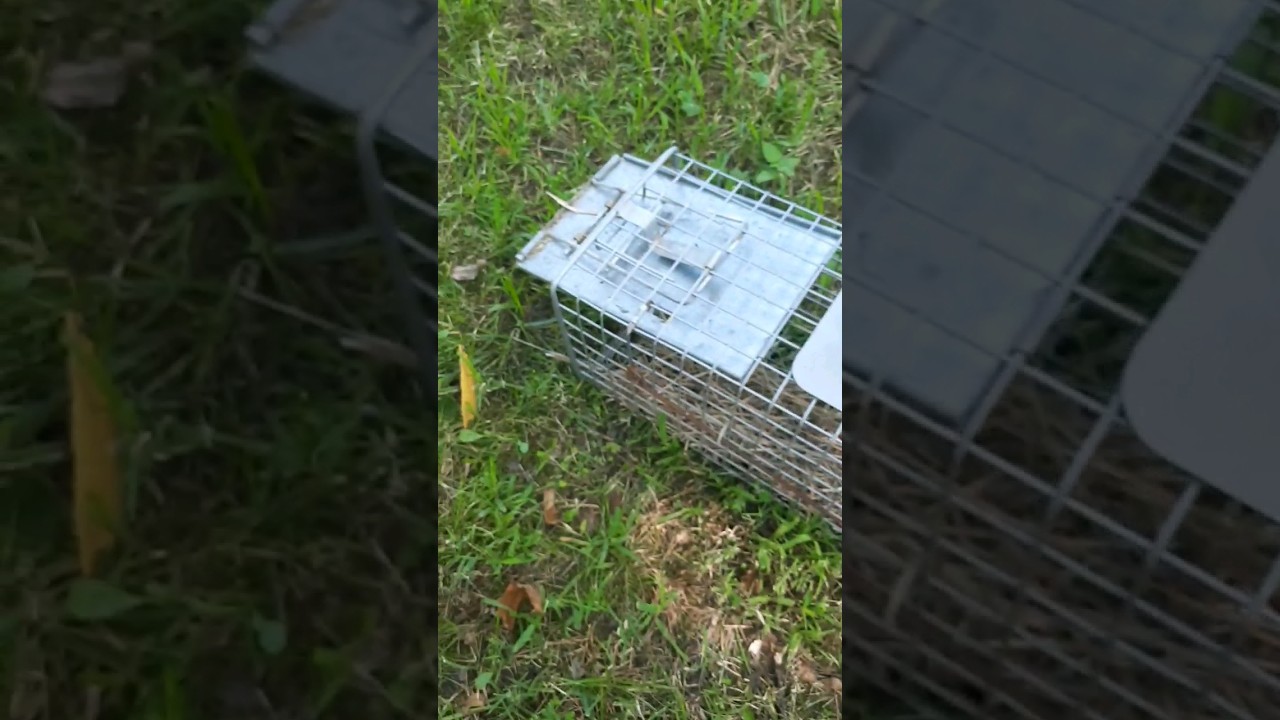 Setting squirrel traps! - YouTube