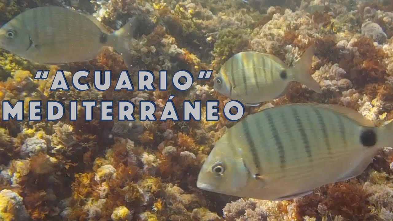 😱 IMPRESIONANTE "ACUARIO" MEDITERRÁNEO 😍 - HUGE MEDITERRANEAN "FISH ...