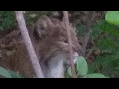 Bobcat sighting & 👍 yes Native American symbolism! - YouTube