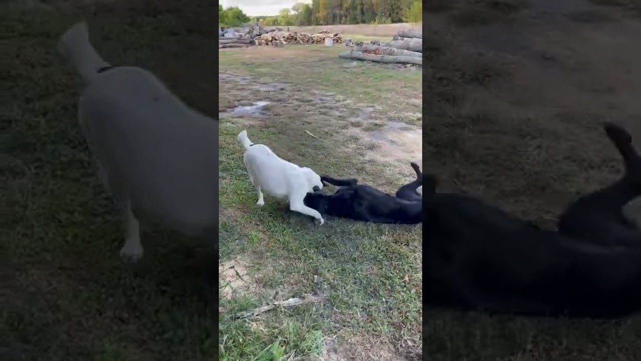 Dogs should be splitting wood, Yen and Yang, puppy dog and old log dog ...