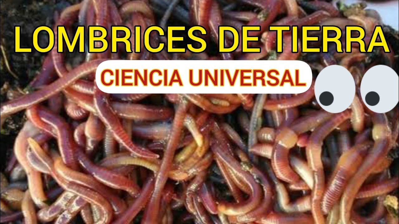 Conociendo la Lombriz Roja Californiana - YouTube