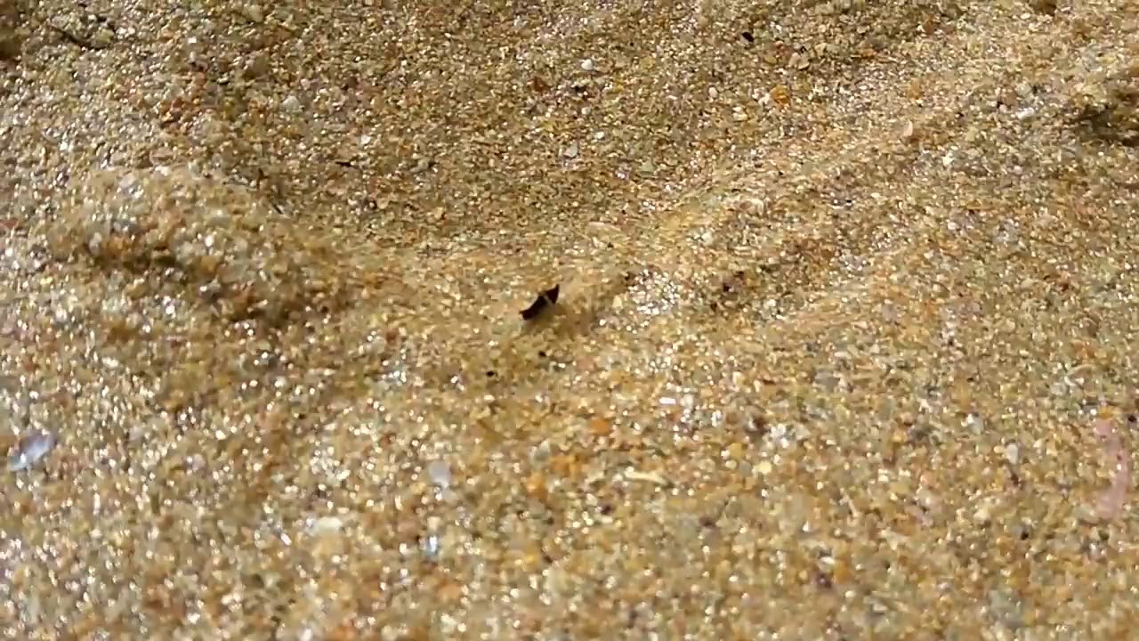 Faneca Brava camuflándose en la arena. - YouTube